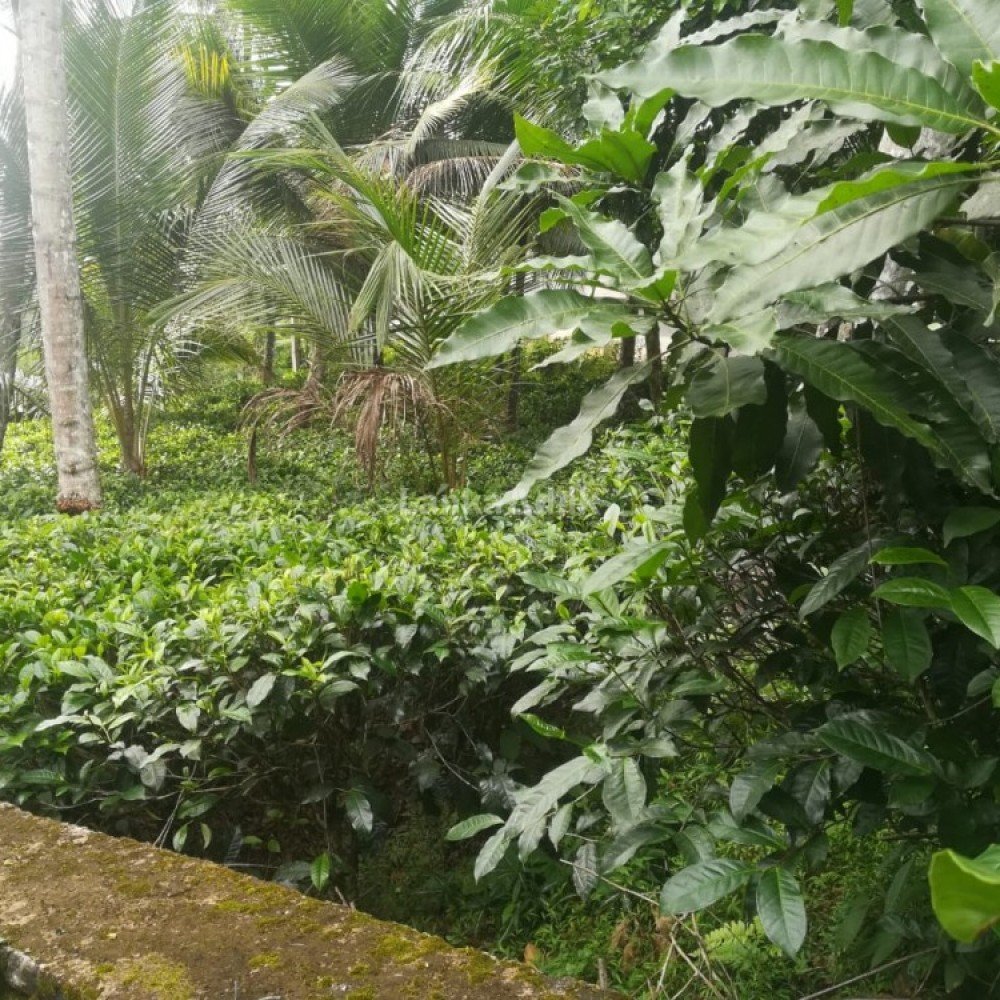 Land For Sale, Nivitigala